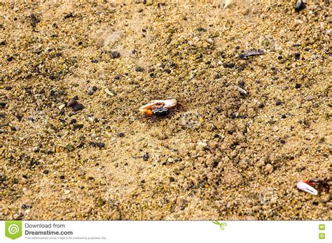 Marsh Fiddler Crab Indonesia Stock Image Image Of Close Card 77201795