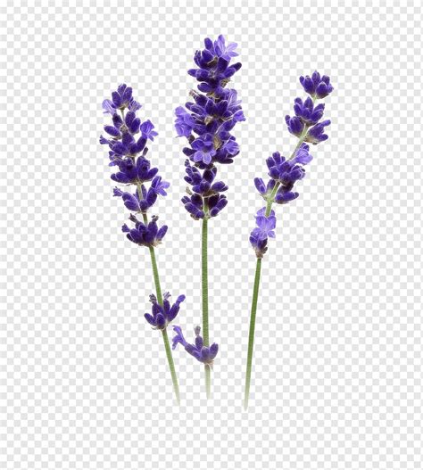Flor De Lavanda Png Pngwing