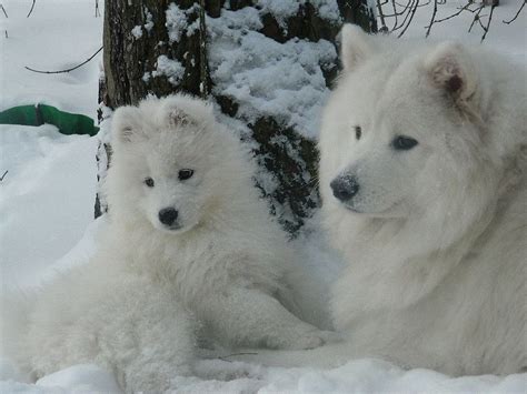 Cute Floof Girls R Samoyeds