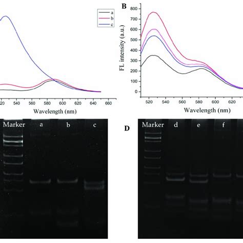 Fluorescence Responses Of The System A B And Non Deformed Download Scientific Diagram