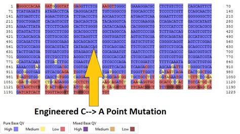 Quick And Easy Site Directed Mutagenesis Kit Kitreagent