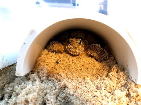 Juvenile Gopher Tortoise After Digging Burrow