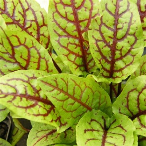 Blutampfer Samen Bio Ybbser Kräutergarten