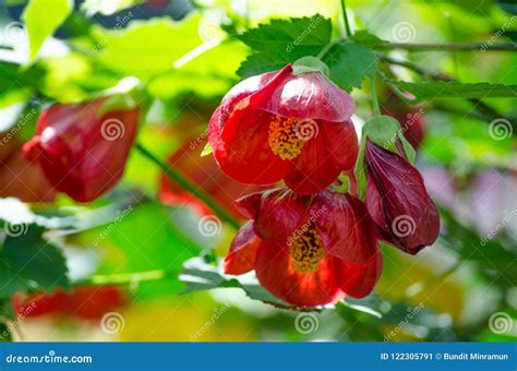 Beautiful Red Abutilon X Hybridum Chinese Lantern Flower At A Botanical Garden Stock Image