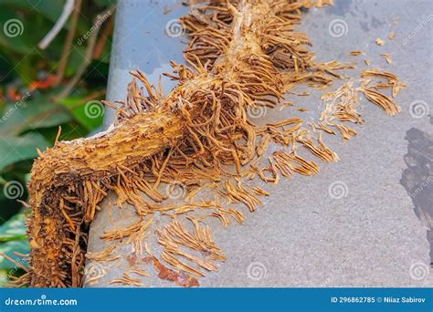 Additional Root Suckers On The Trunk Of A Small Tree Have Grown And Stuck To The Surface Of