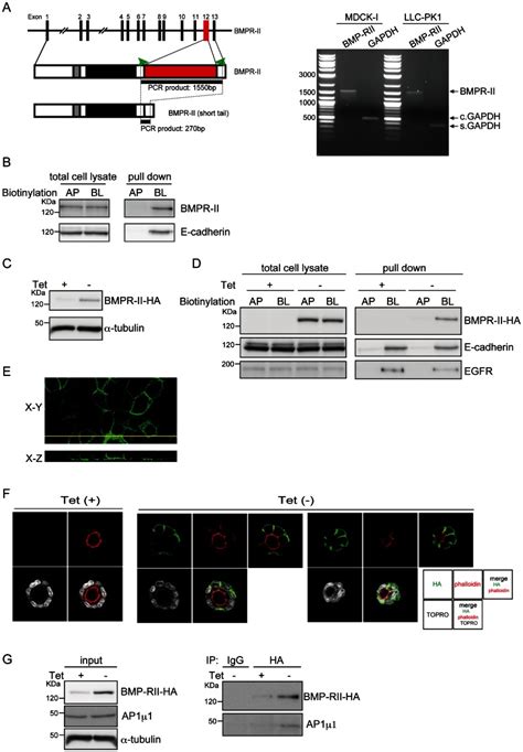 A A Schematic Illustration Of The Bmpr Ii Gene And Protein Download Scientific Diagram