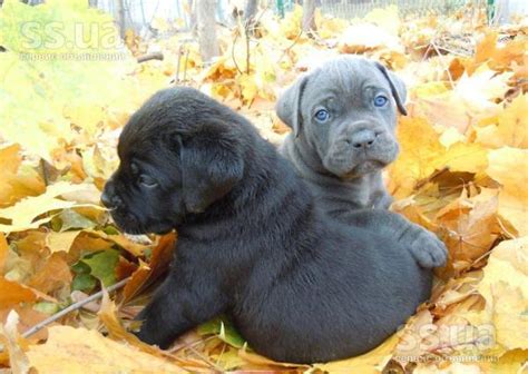 Ss Ua Родились прекрасные щеночки породы Кане Корсо Ціна 5500 Грн Оголошення