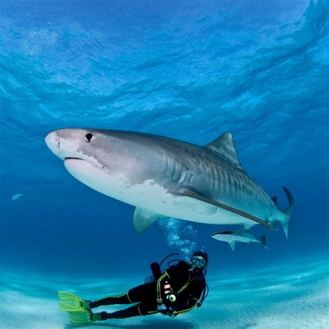Tiger Shark Great Barrier Reef Marine Life Guide And Facts