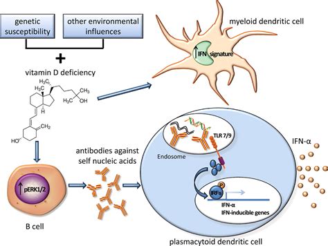 Low Vitamin D And Autoimmune Disease