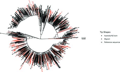 Maximum Likelihood Phylogeny Of Hiv Pol Sequences From Australian Hiv Download Scientific