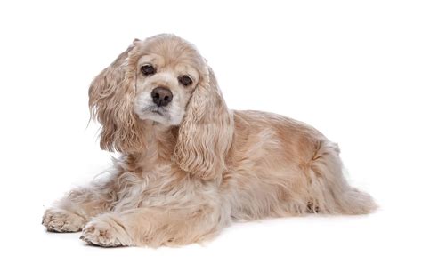 American Cocker Spaniel Breed Characteristics