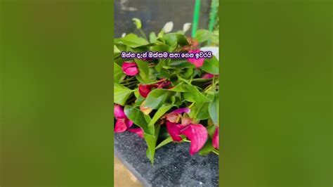 බය නැතුව ගහක් කට් කරමු♥️ Youtube