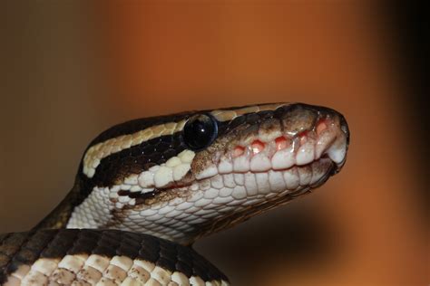 Snake Ball Python Python Regius Beauty Golden 4k HD Wallpaper