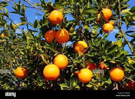 Oranges Tree Sun Hi Res Stock Photography And Images Alamy
