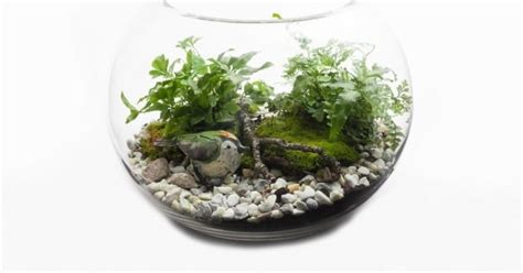 아이와 만드는 식물 인테리어 테라리움