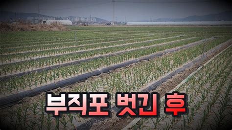 양파 마늘 부직포 제거후 물부터 주세요 다음 영양분 공급 요소 Nk비료 Youtube