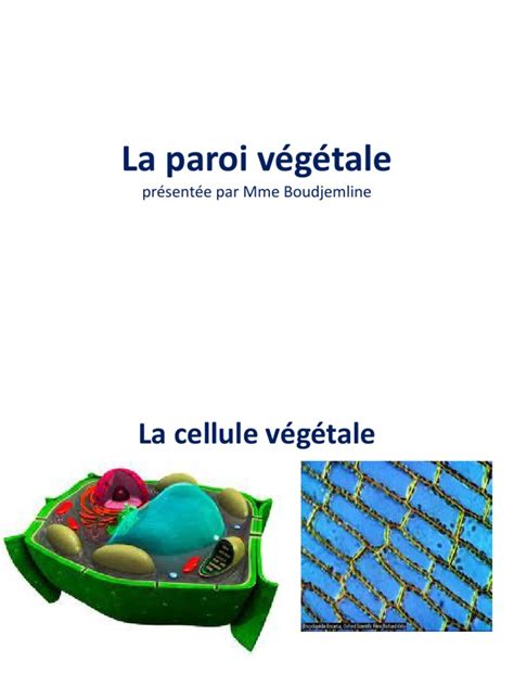 Cours 2 La Paroi Pectocellulosique Pdf Pdf Paroi Cellulaire Lignine