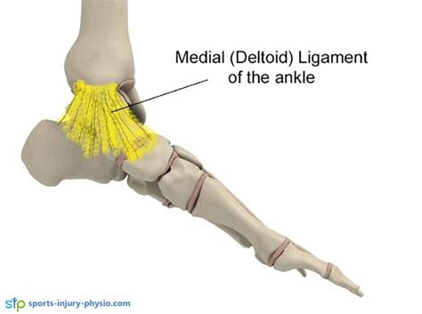 Ankle Sprains Diagnosis Sports Injury Physio