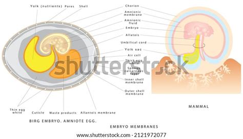 Bird Egg Anatomical Illustration Images Stock Photos D Objects Vectors Shutterstock