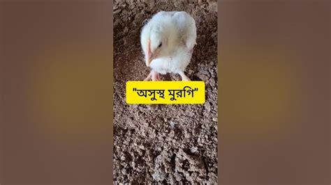 অসুস্থ মুরগি। Shortvideo Shortsfeed Viralvideo Trending Everyone Sickchicken Farming