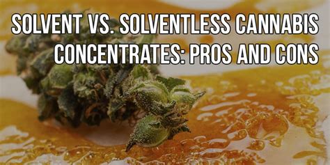 Solvent Vs Solventless Cannabis Concentrates Ape Premium Cannabis