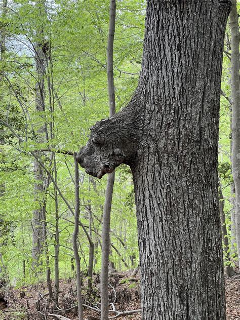 Tree Bear Scrolller Tree Bear Scrolller