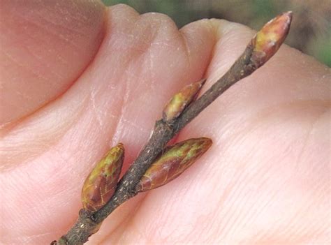 Buds Alternate Large Tree ID By Large Alternate Buds