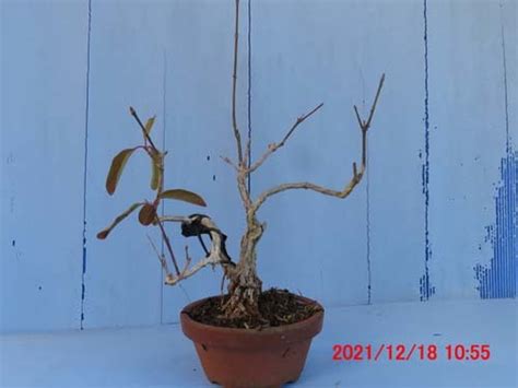 マユミA荒皮性マユミ整枝 身近な植物