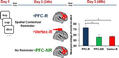 Figure 1 From Causal Role Of Prefrontal Cortex In Strengthening Of