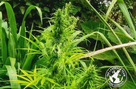 Thai Stick Loei The Landrace Team Cannabis Strain Info