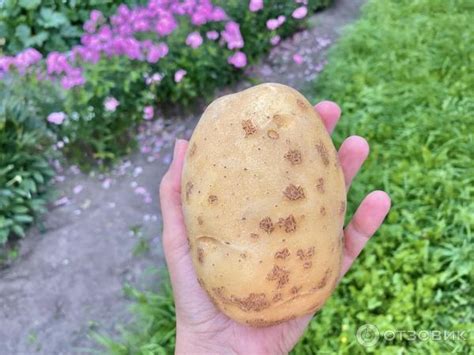 Отзыв о Картофель Гала Желтая не очень плотная