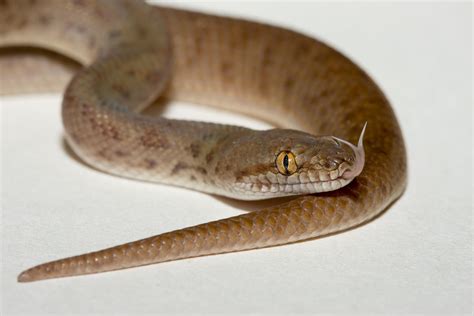 Anthill Python Antaresia Perthensis Reptile Forums