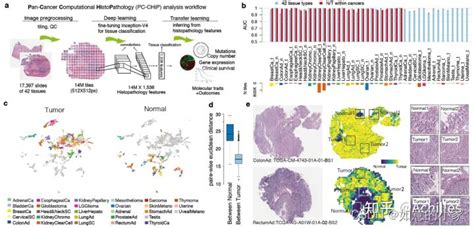 基于深度学习的病理图片研究进展【含论文及其概述】基于深度学习网络的病理图像分割、分类 Csdn博客
