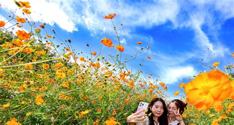 코스모스와 즐기는 가을 전자신문