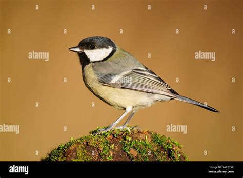Great Tit Parus Major This Bird Is Widespread Throughout Europe And
