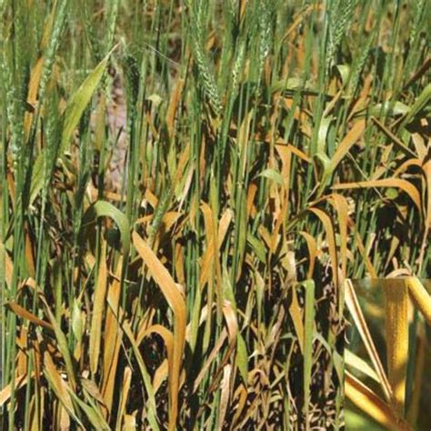 Life Cycle Of A Heteroecious Macrocyclic Cereal Rust The Alternate Download Scientific