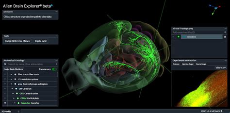 Allen Brain Explorer Beta User Guide Allen Brain Explorer Allen Brain Map Community Forum