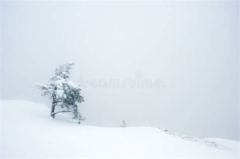 Tree On A Mountain Cliff Stock Photo Image Of Scarp 12546782