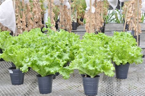 Transgénicos Autorizan En El País Un Ambicioso Proyecto Para