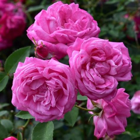 Hermosa Rose Rosen Online Kaufen