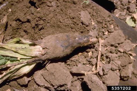 Whats Wrong With My Plant Garden University Of Minnesota Extension