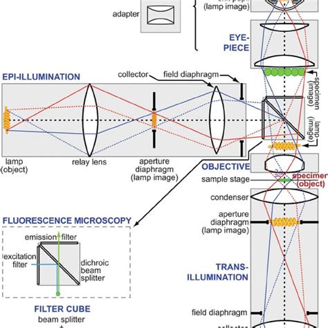 Schematic Of A Wide Field Optical Microscope Including An Illustration