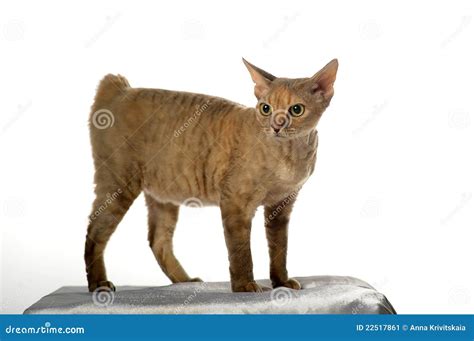 Devon Rex Stock Image Image Of Vertebrate Purebred 22517861