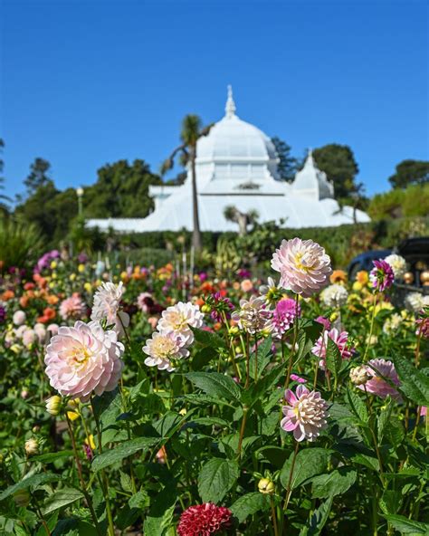 San Francisco National Flower