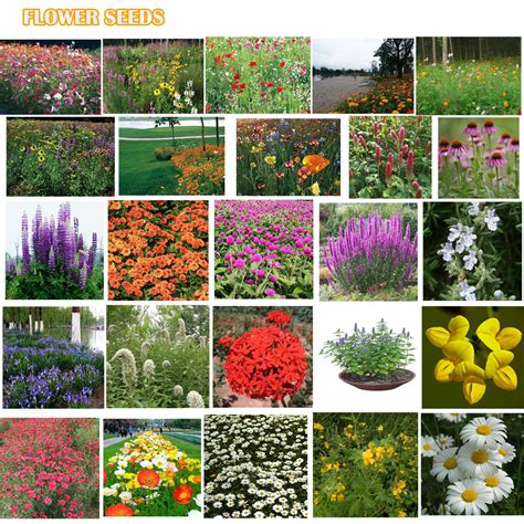 High Germination Podocarpus Macrophyllus Seeds Tree Seeds Pine Seeds For Sale China Podocarpus