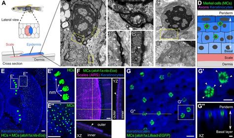 The Adult Scale Epidermis Contains Atoh1a Merkel Cells A
