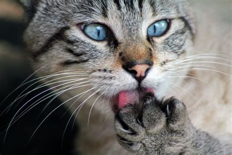 Diy Töötuba Puhas Kass 7 Loodusliku Sammuga Blog