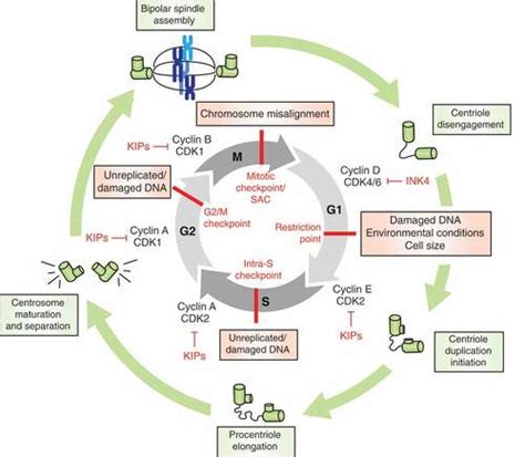 Cell Cycle Cancer