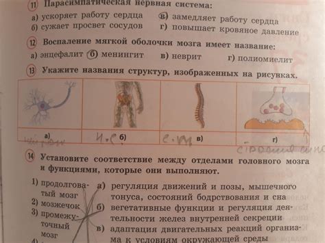 Укажите название структур Школьные Знания Com