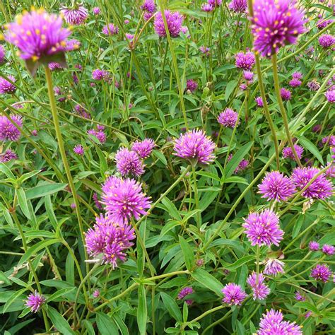 Globe Amaranth Better Homes And Gardens